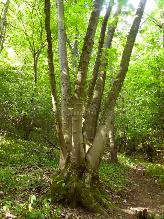 Strange Tree from Whose Single Trunk Many Branches and Trunks Branch ...