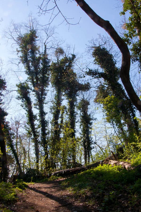 Strange Trees Overgrown Vines Stock Photo - Image of landscape, trees ...