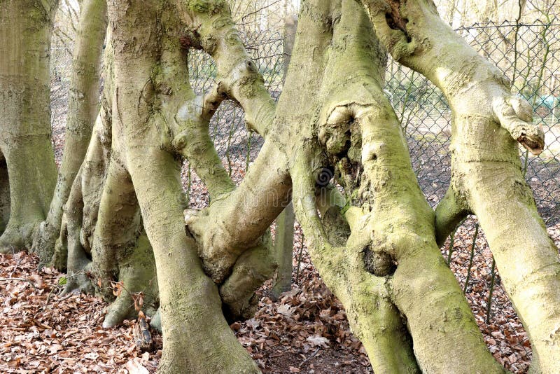 Strange trees in a park stock image. Image of european - 79799821