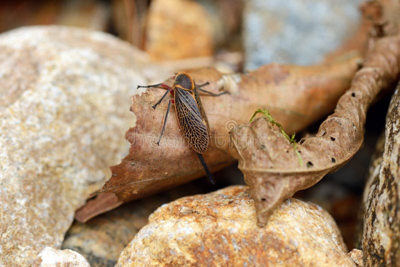 Strange tropical cicada stock image. Image of macro, animals - 31839705