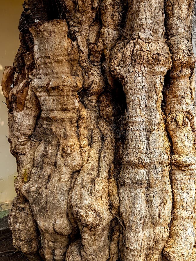 Strange Trunk of Tree Like a Human Body Stock Photo - Image of texture ...