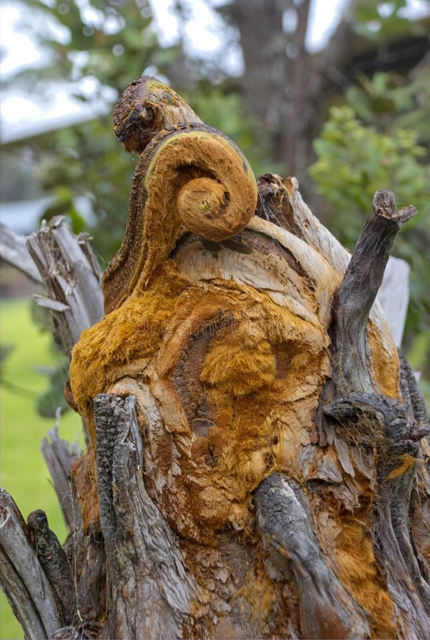 Strange Trunk of Trees in the Forest Stock Photo - Image of brown ...