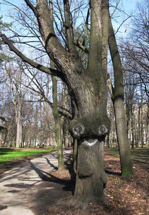 Strange Twisted Tree Trunk in the Park with Eyes Painted on it Stock ...