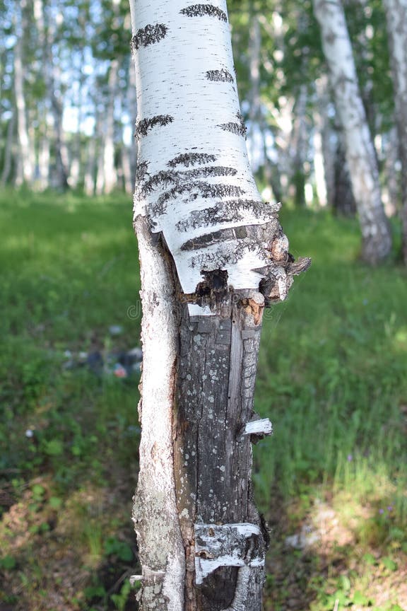 Strange, Ugly and Distorted Birch in Forest Close-up Stock Image ...