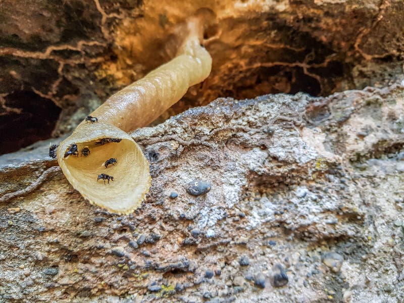 Strange and Unique Pipe Shaped Beehive of Stingless Bees Stock Image ...