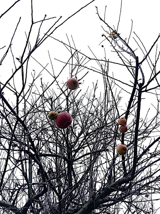 Apples are Still Dangling on an Apple Tree Stock Photo - Image of ...