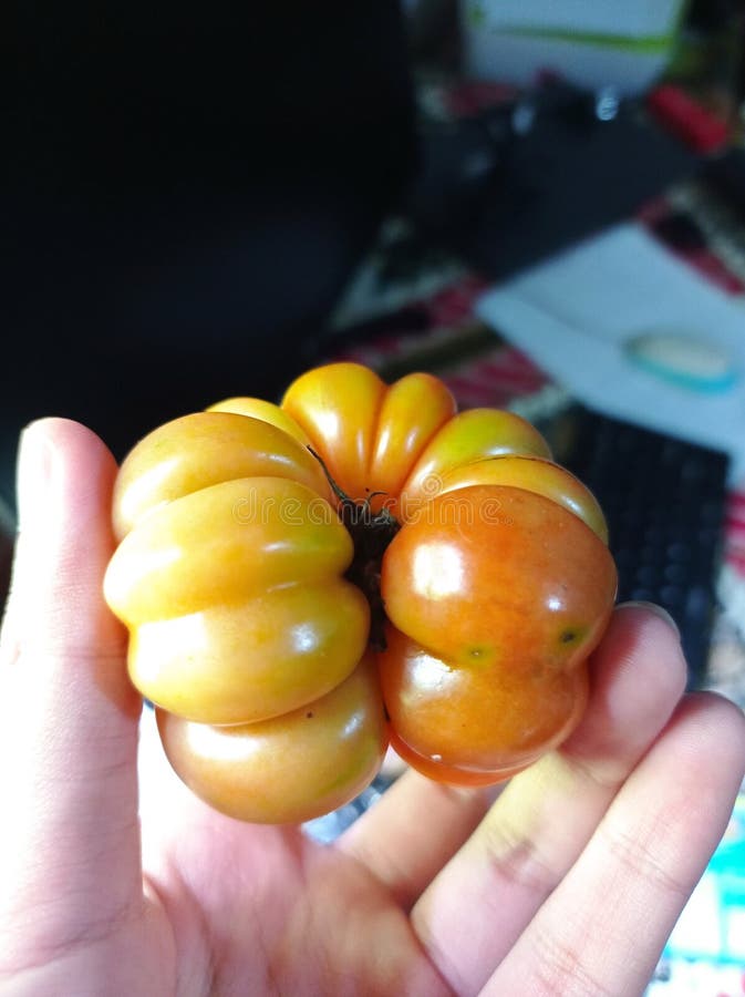 Strange and weird tomato stock photo. Image of tomatoes - 222591738
