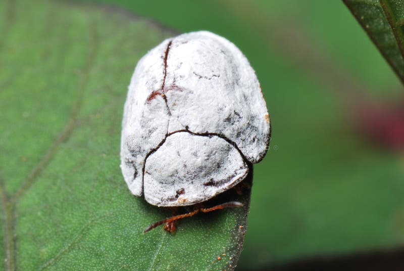 Strange White Beetle stock image. Image of biology, flowers - 14672071