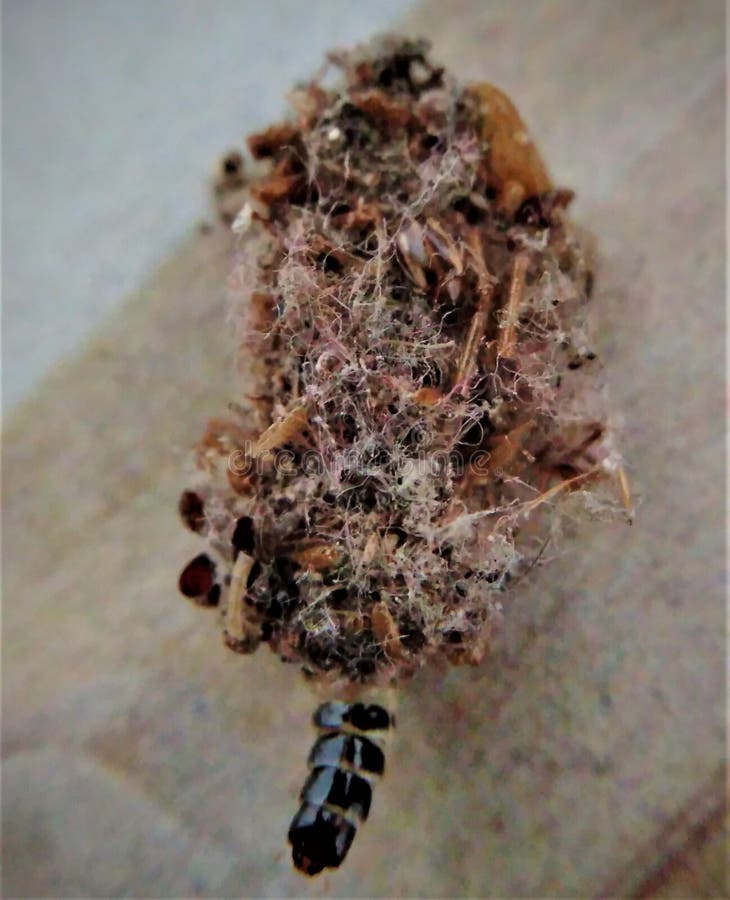 Strange Worm stock image. Image of strange, worm, twofaced - 162481283