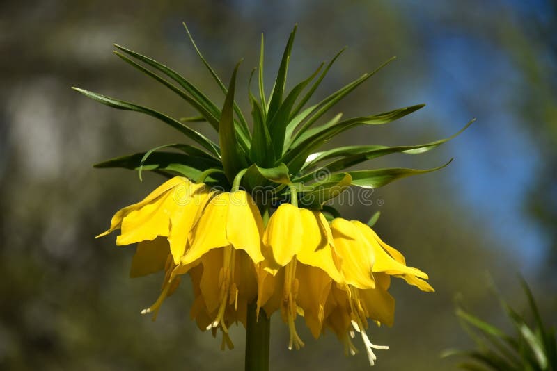 Strange Yellow Flower in Spring Time Stock Photo - Image of flower ...