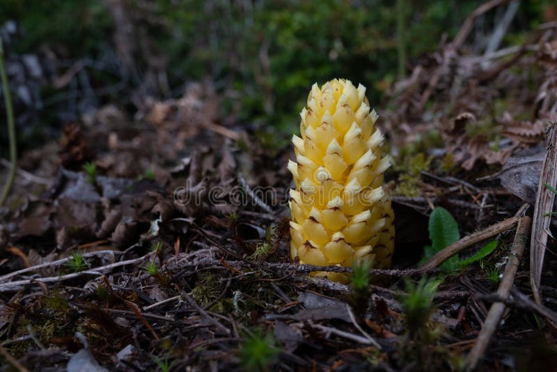 Strange Yellow Growth in Oregon Forest. Stock Photo - Image of nature ...