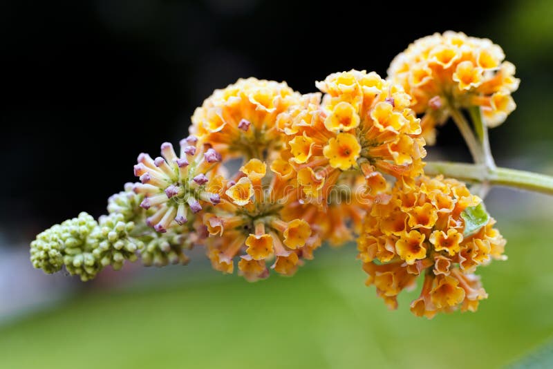 Strange yellow wildflower stock photo. Image of beautiful - 75975396