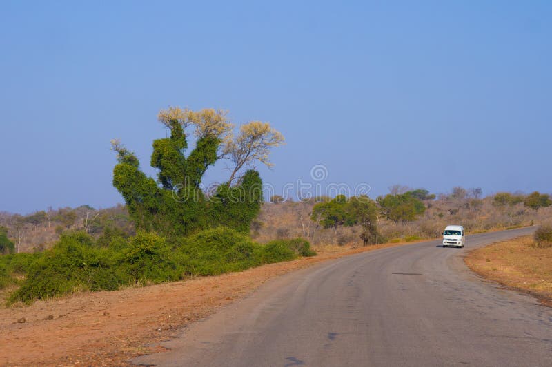 Strange Zimbabwean Tree Stock Photos - Free & Royalty-Free Stock Photos ...