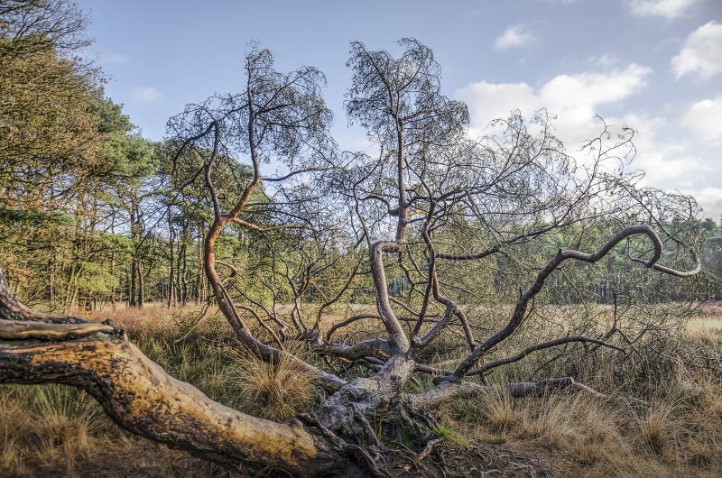 Strangely growing tree stock photo. Image of holland - 166187056