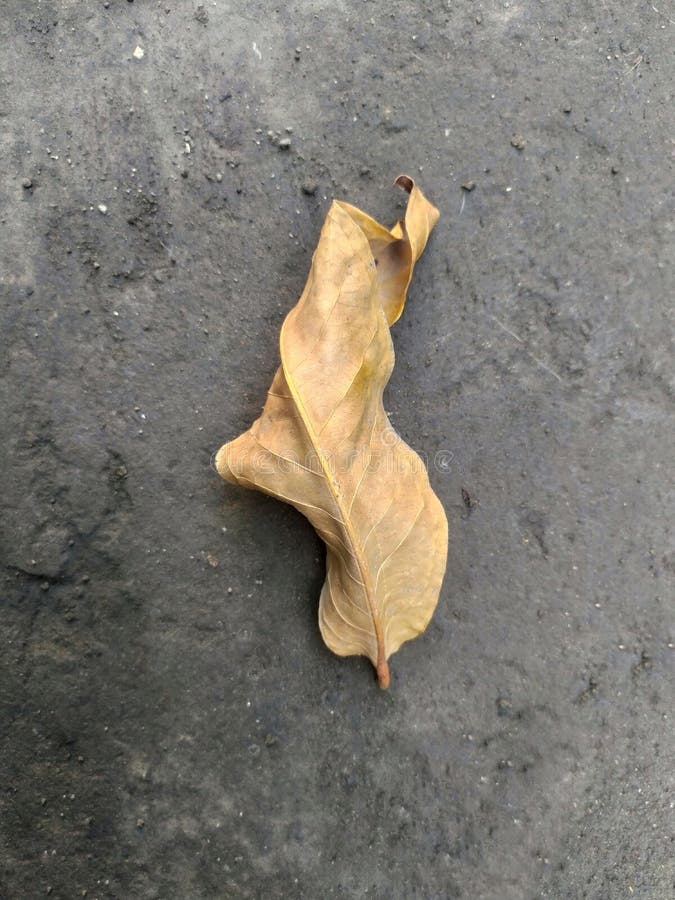 A Strangely Shaped, Dry Leaf Stock Image - Image of flower, fall: 291372281
