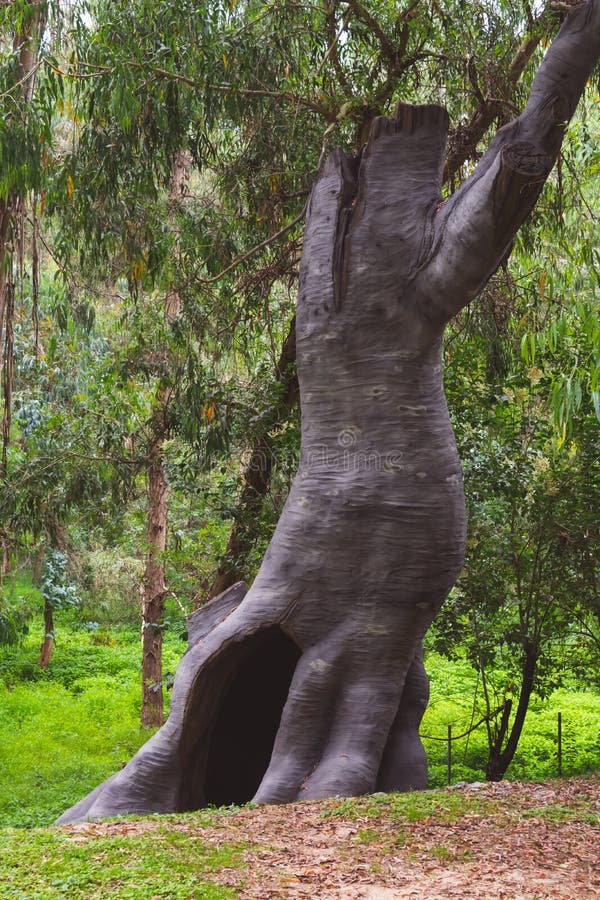 Unusual Tree Trunk. Plants and Trees in the Park Stock Image - Image of ...