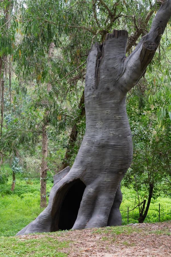 Unusual Strangely Deformed Tree Trunk of Old Tall Tree Surrounded with ...