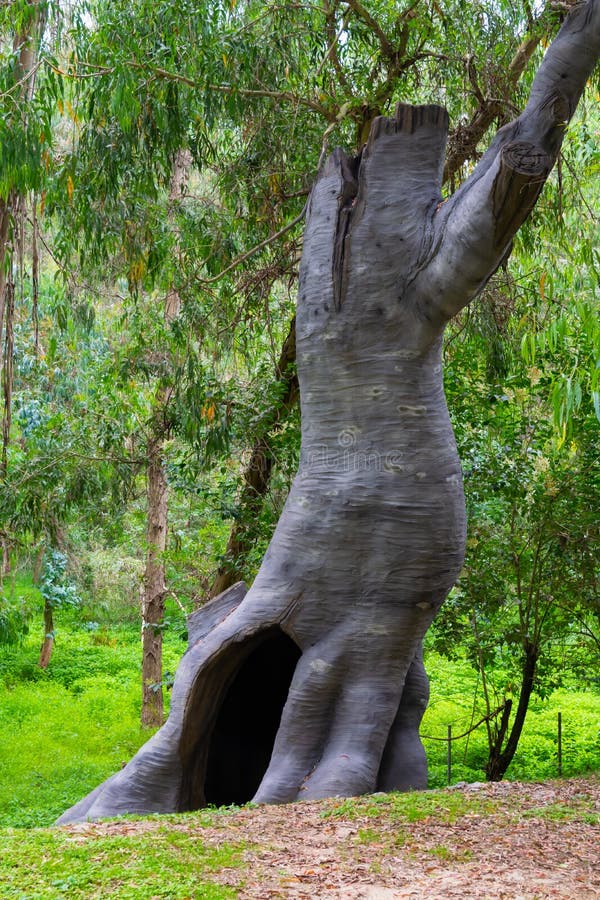 An Oddly Shaped Tree in the Park. Stock Photo - Image of tree ...