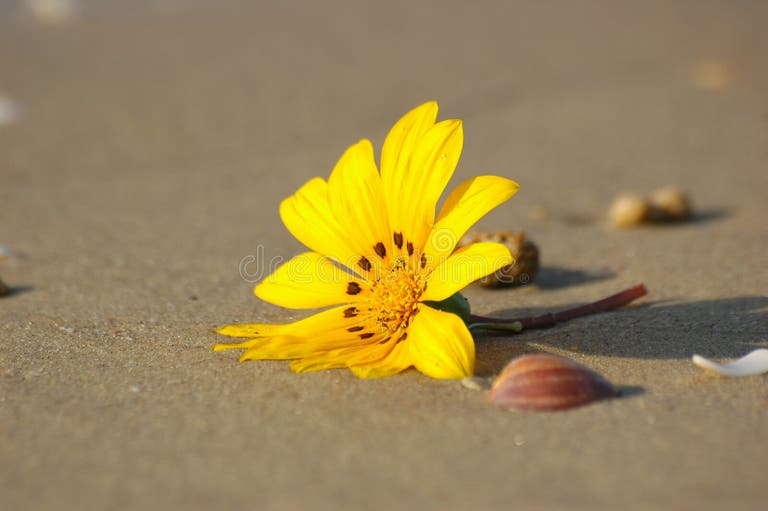 126 Stranger Beach Stock Photos - Free & Royalty-Free Stock Photos from ...