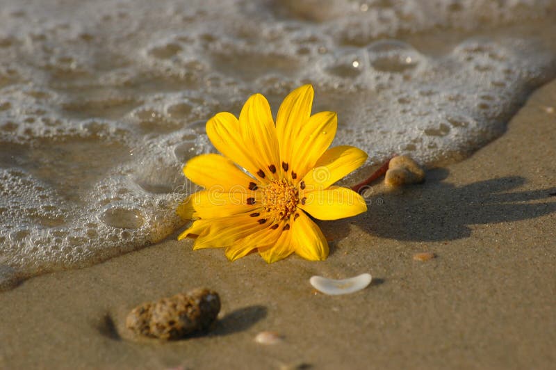 121 Stranger Beach Stock Photos - Free & Royalty-Free Stock Photos from ...