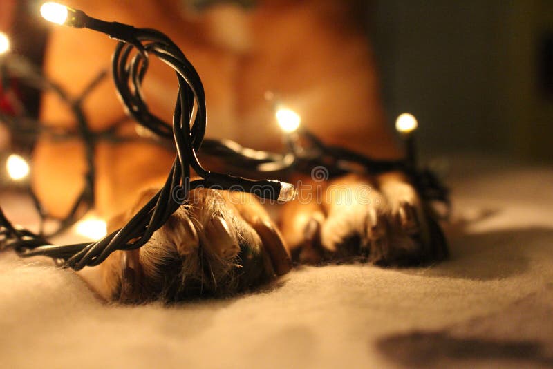 Stranger Things Christmas Lights Drawings Stock Photos - Free & Royalty ...