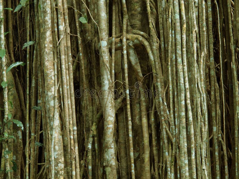 3,014 Strangle Catfight Stock Photos - Free & Royalty-Free Stock Photos ...