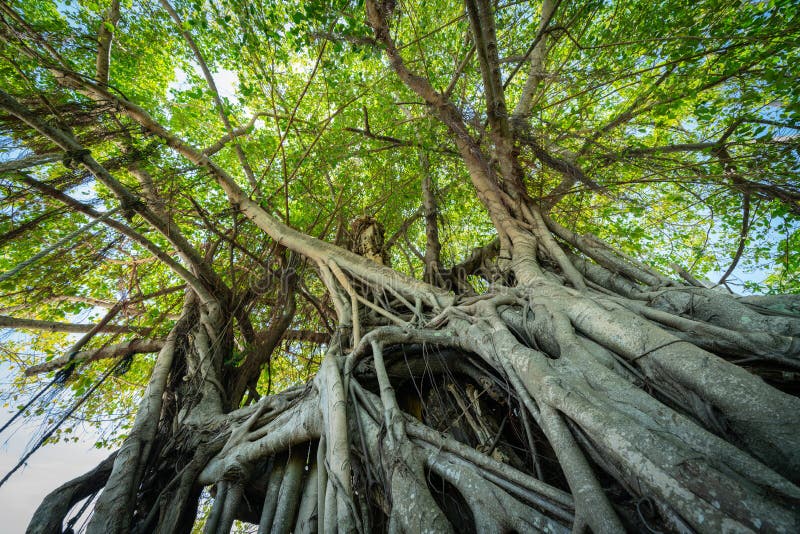 Strangle Roots Stock Photos - Free & Royalty-Free Stock Photos from ...