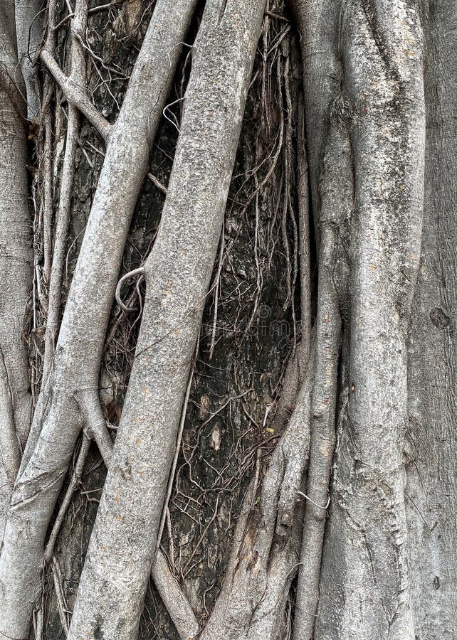 Strangle Tree Trunk Vertical Portrait Stock Photo - Image of tree ...