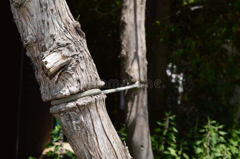Strangled tree stock photo. Image of rope, nature, holding - 51994944