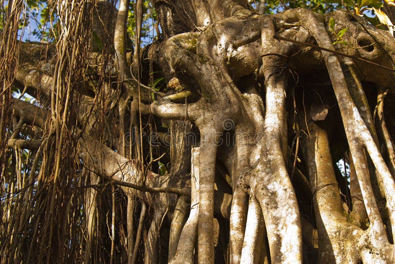 Strangler Fig Tree in Tropical Forest Stock Photo - Image of latin ...