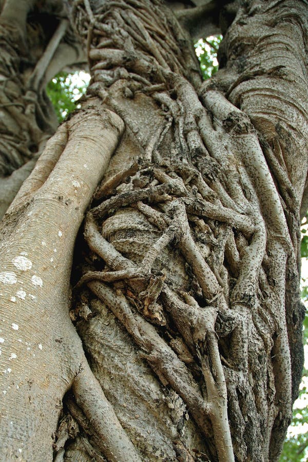 Strangler Fig stock image. Image of masquerade, cover, pretension - 38413