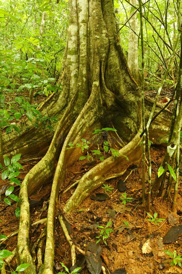 Strangler Fig Tree Rain Forest Stock Photos - Free & Royalty-Free Stock ...