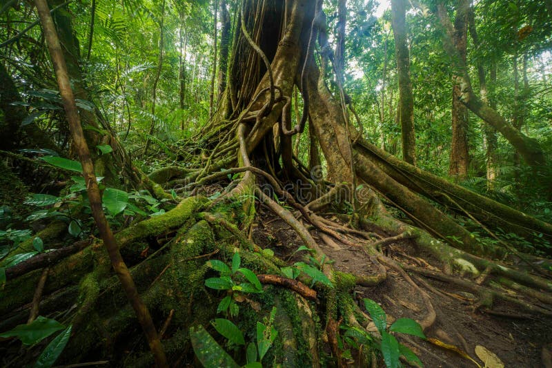 Strangler Fig, a Host Tree in the Daintree Rainforest, Mossman Gorge ...