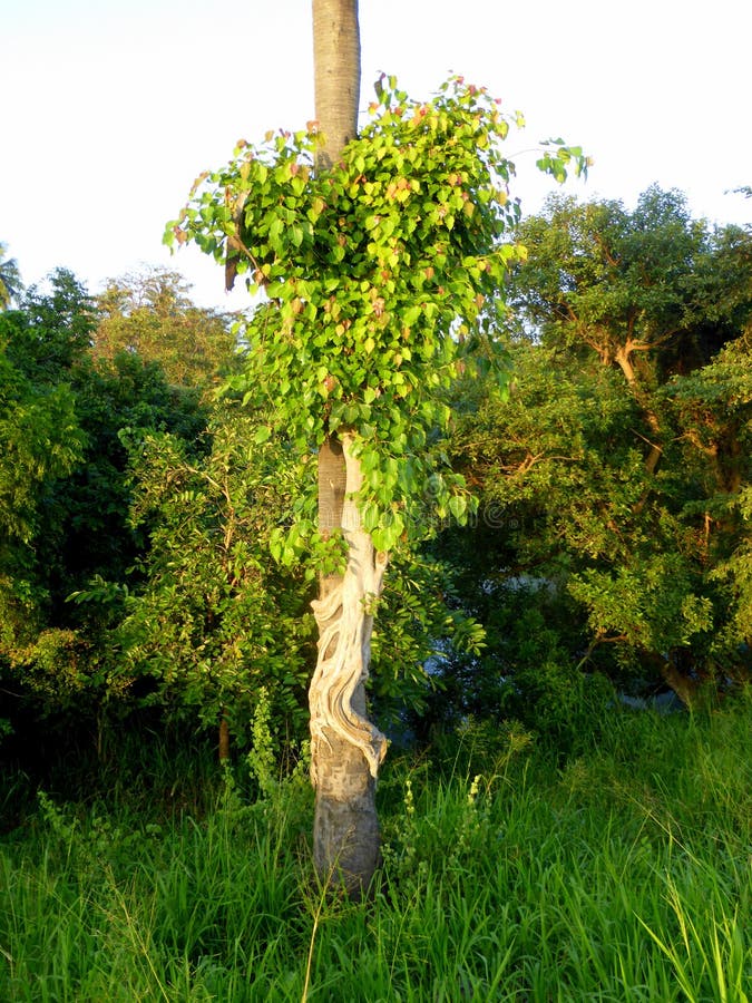 Strangler Fig Plant on Tree Trunk Stock Photo - Image of strangler ...
