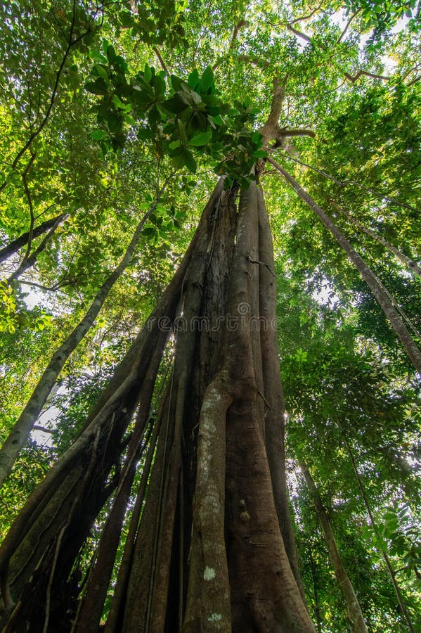 Strangler fig standing stock image. Image of equatorial - 175684395