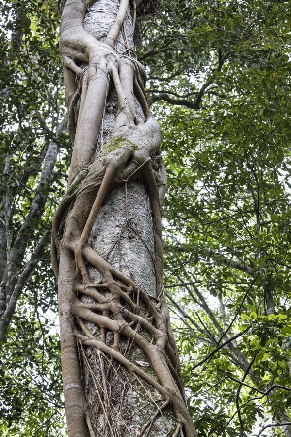 Strangler Fig stock photo. Image of strangler, tree - 204429786