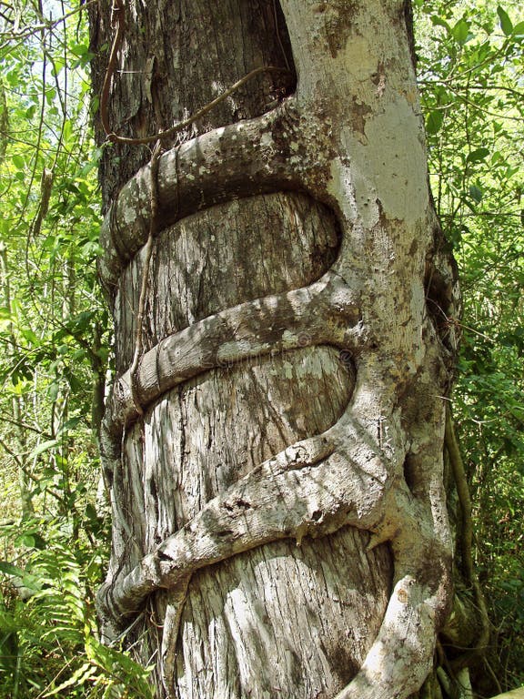 Strangler Fig Strangles a Cypress Tree Stock Photo - Image of botany ...