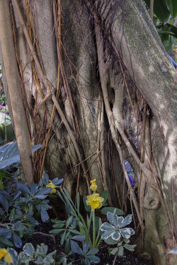 Strangler Fig Tree Also Known As Ficus Macrophylla Stock Image - Image ...