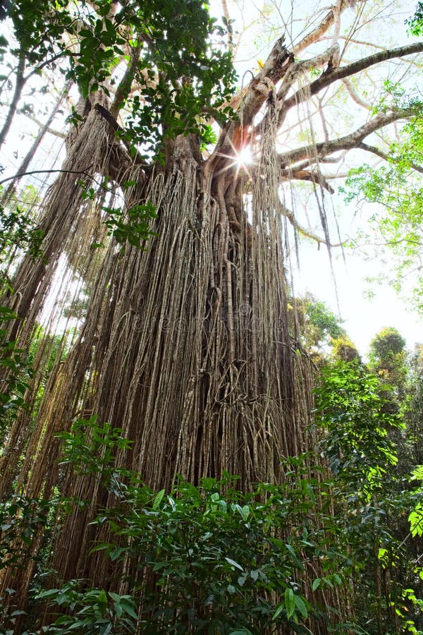 Rainforest Strangler Fig Tree