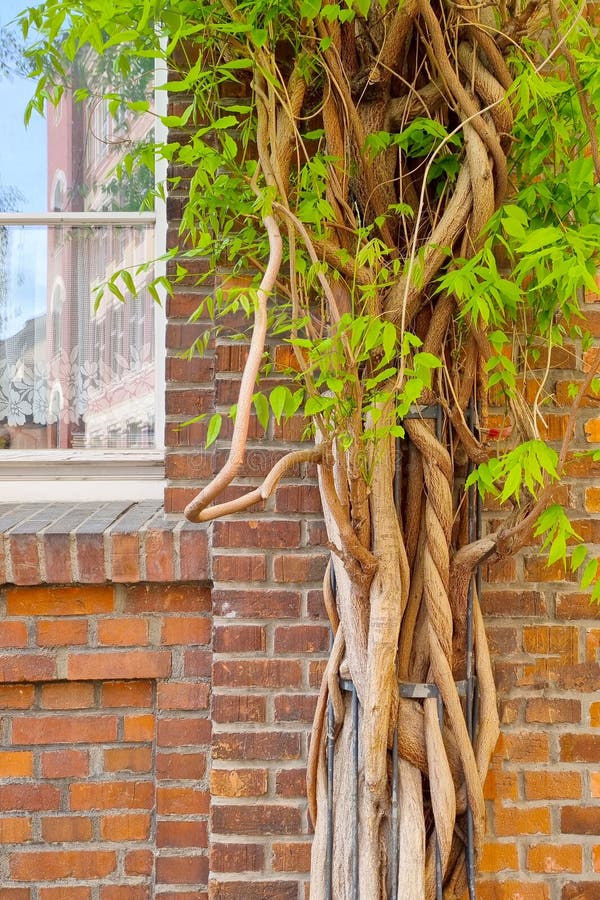 Strangler Fig Tree Growing on Brick Wall with Building in Background ...