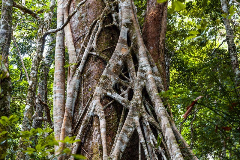 Strangler Fig Tree in a Rainforest. Stock Photo - Image of rainforest ...