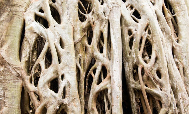 Strangler Fig Tree Roots Background Close Up. Stock Photo - Image of ...