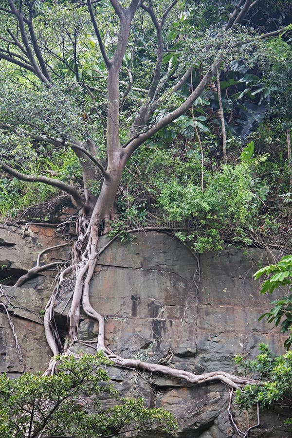 Strangler Fig Tree Roots Growing on a Rock Stock Photo - Image of ...
