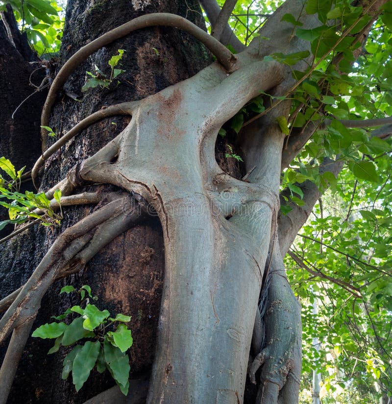 Strangler Fig Tree. this Tree Wraps Around and Grows Up a Host Tree ...