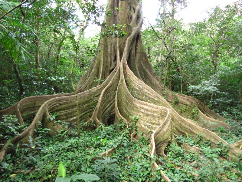 Strangler Fig editorial photography. Image of food, friends - 49101052