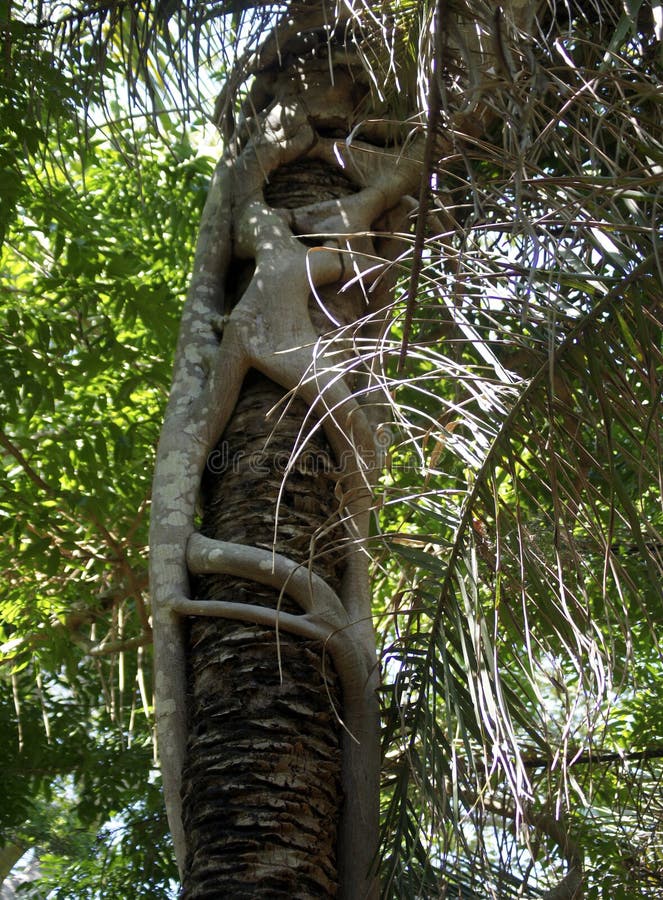 Strangler Tree in the Pantanal - Mato Grosso, Brazil Stock Photo ...