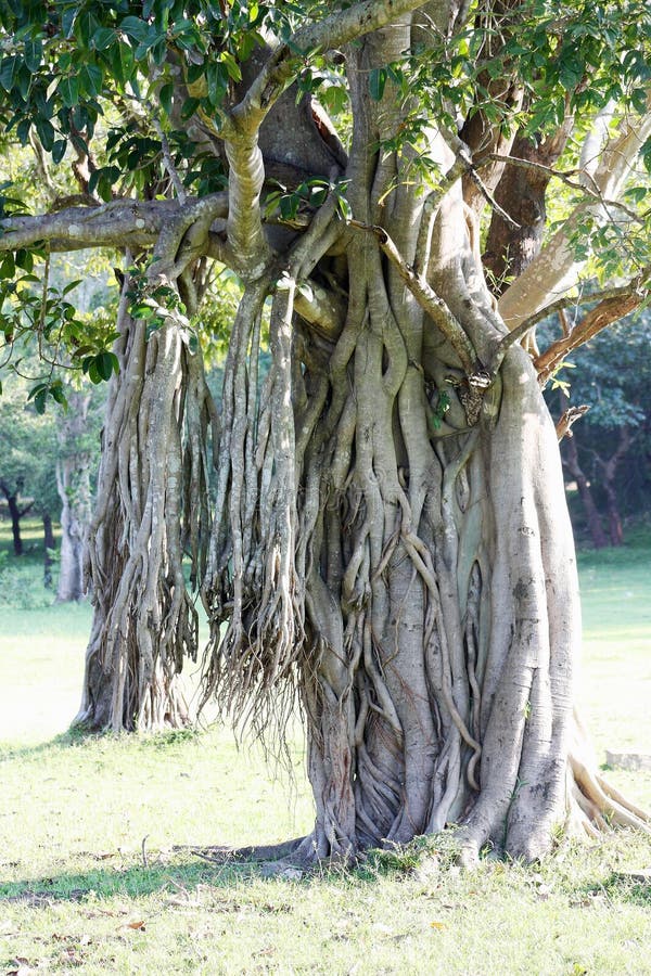 Strangler Fig Tree in the Tropical Forest Close Up View Stock Photo ...