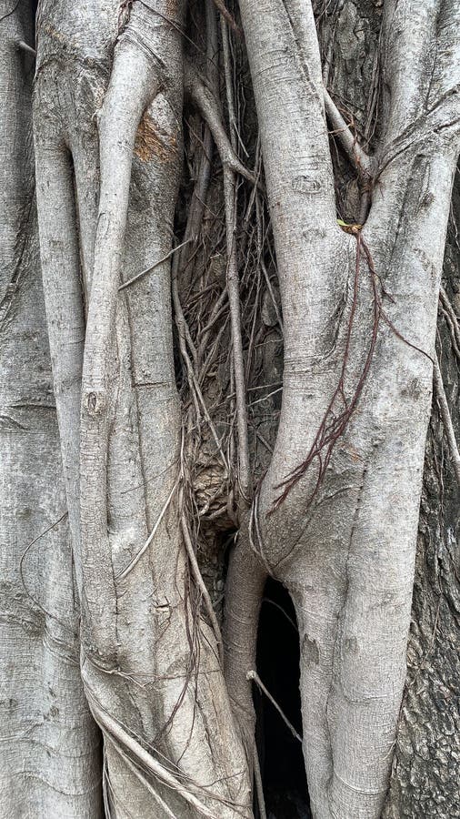 Strangler Tree Vines Asia Portrait Stock Image - Image of moraceae ...