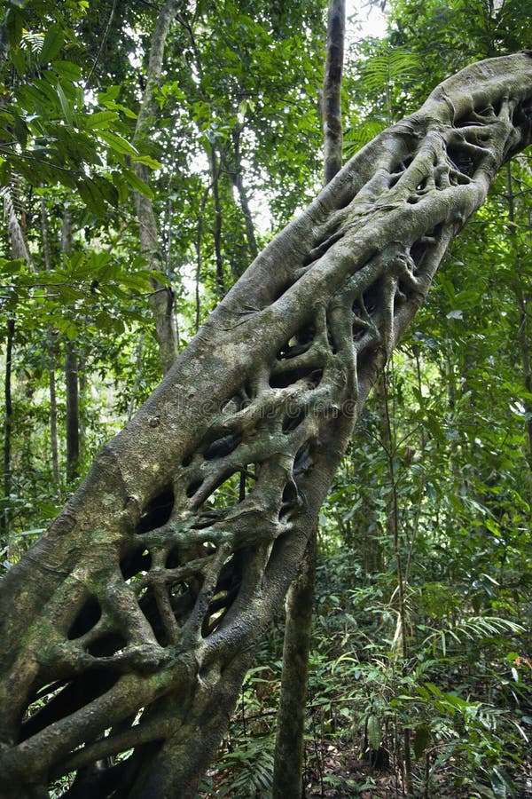 Strangler vine in forest. stock photo. Image of 070612r0082 - 4485498