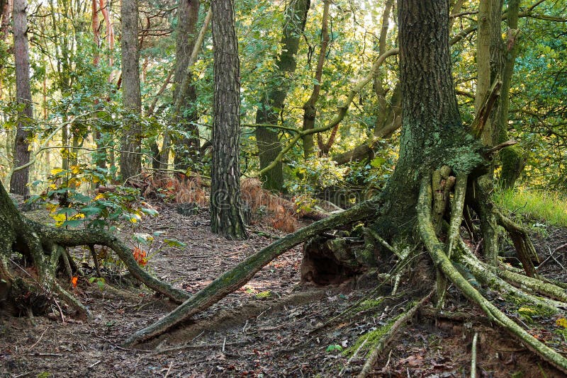 Strangling Roots in the Forest Stock Image - Image of alto, aerial ...